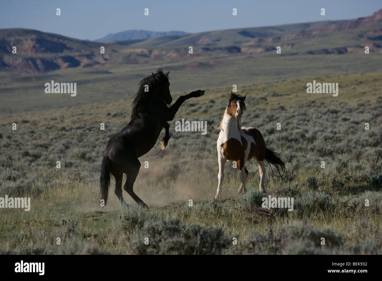 Wild mustang north america hi-res stock photography and images - Alamy
