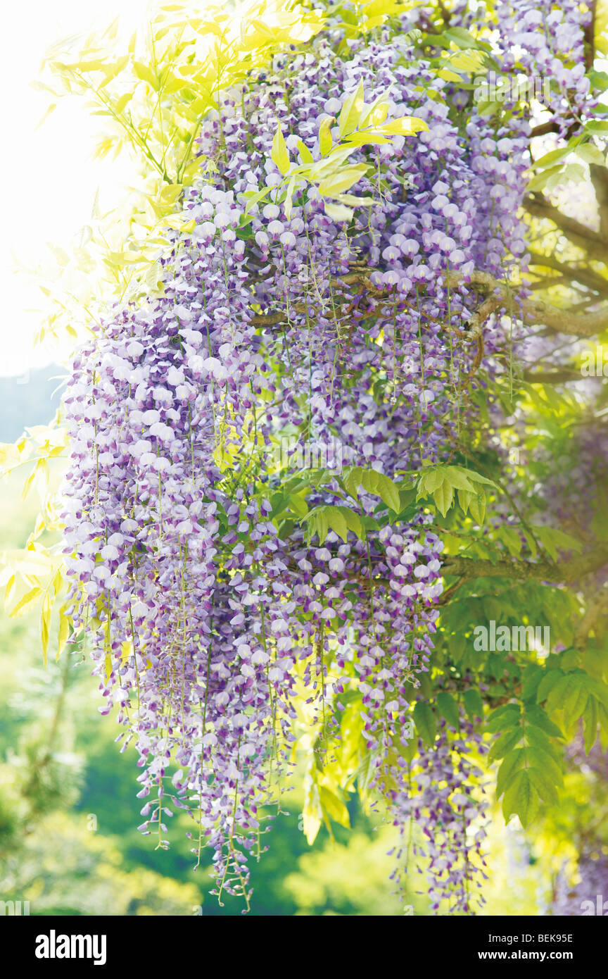 Westeria hi-res stock photography and images - Alamy
