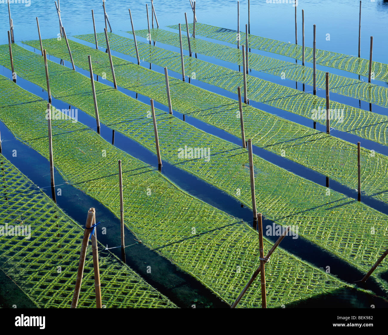 Cultivation of seaweed Stock Photo - Alamy