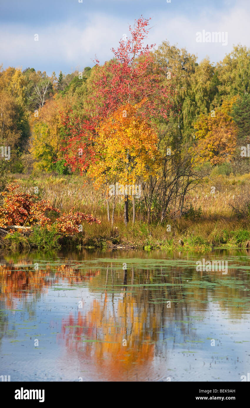 Autumn landscape. Trees and reflections in a river Stock Photo - Alamy