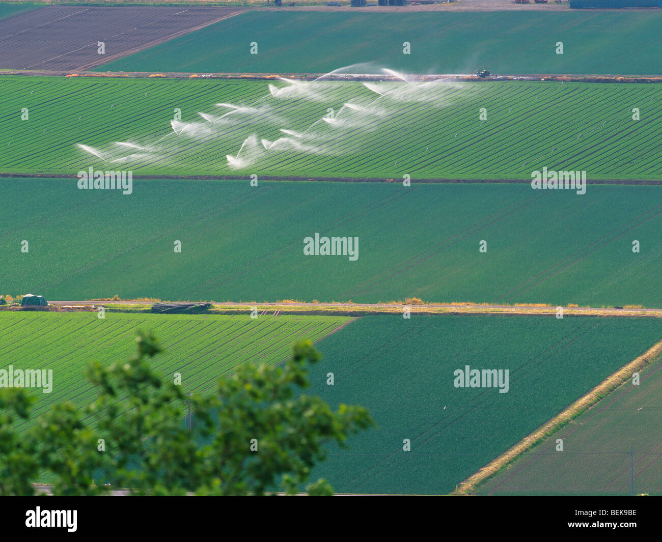 Farmland being watered by sprinklers Stock Photo - Alamy
