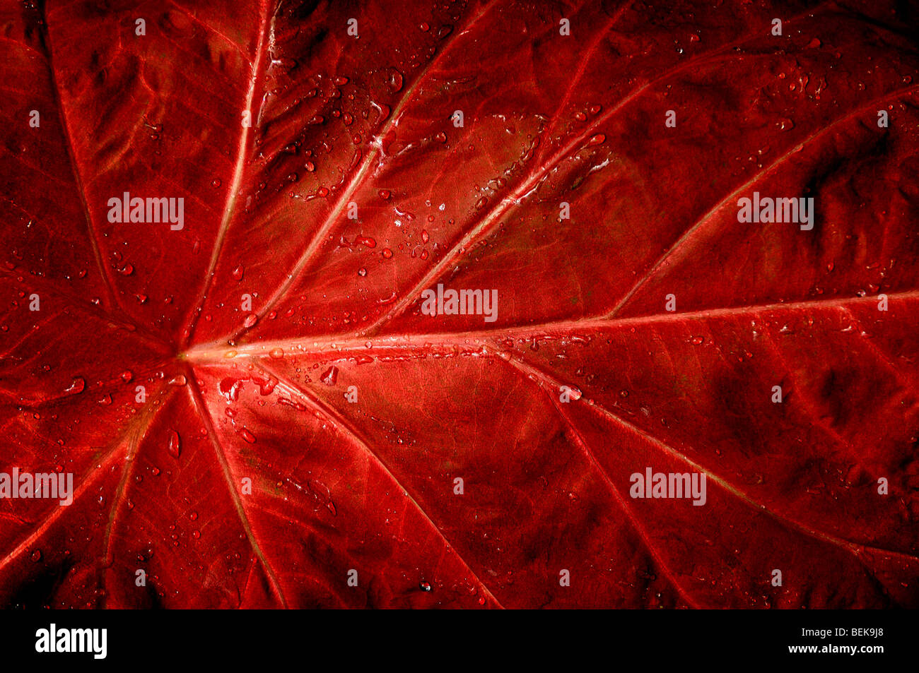 Large Red Leaf, Botanical Gardens, Brisbane, Queensland, Australia ...