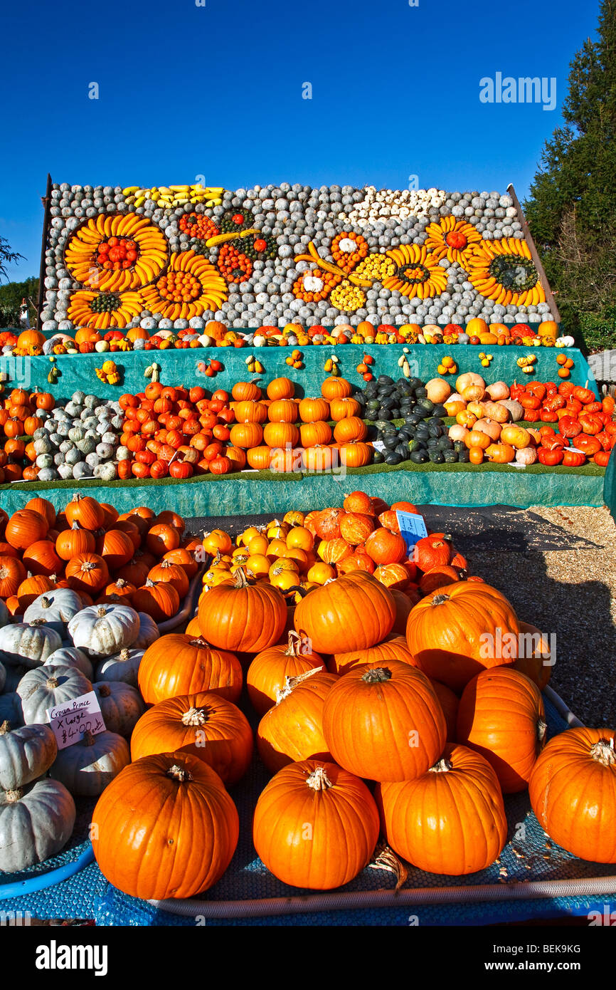 A colourful farm garden display of pumpkins at Slindon, West Sussex ...