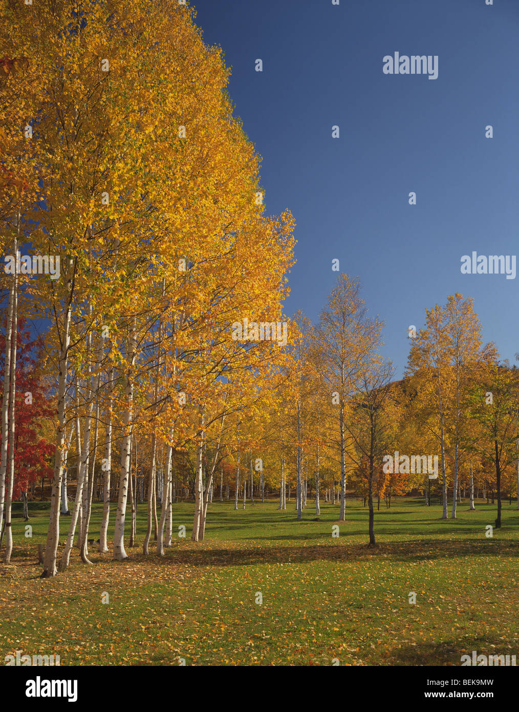White birch trees in a park with autumn foliage, Hokkaido, Japan Stock ...