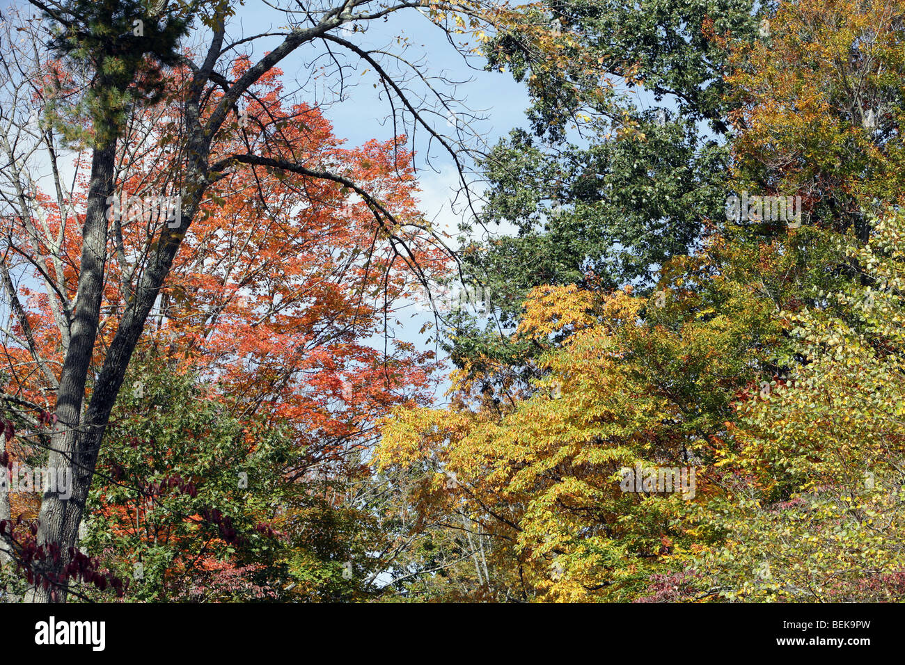 Autumn foliage in New Jersey. The leaves of the trees turning. Red ...