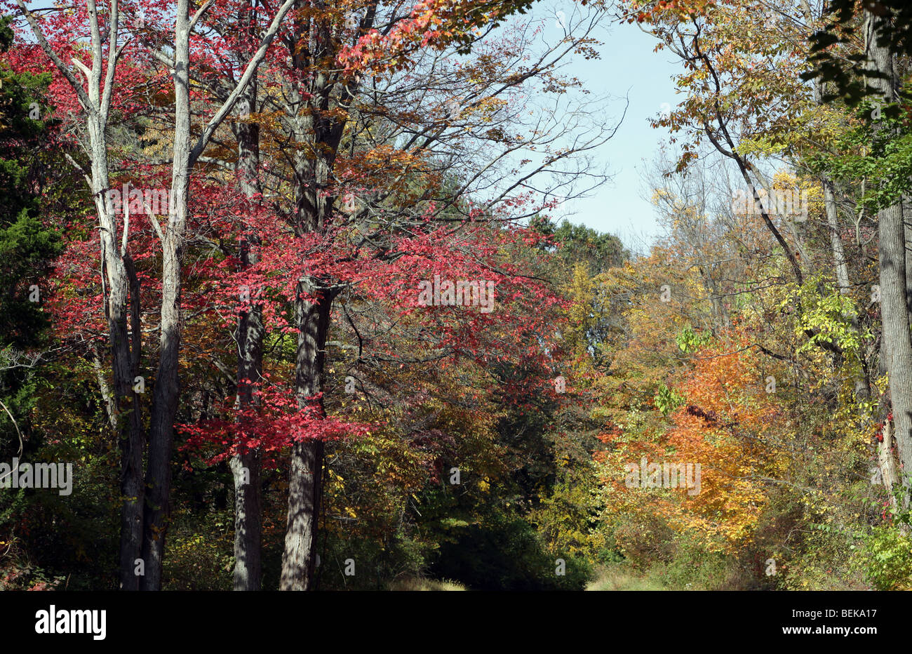 Autumn foliage in New Jersey. The leaves of the trees turning. Red ...