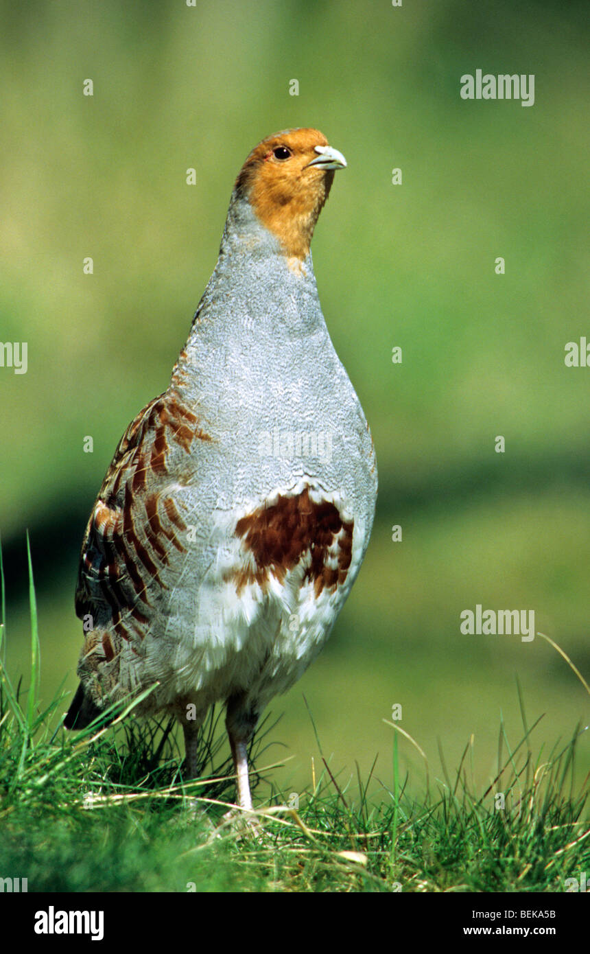 Grey partridge (Perdix perdix) in meadow, Germany Stock Photo - Alamy