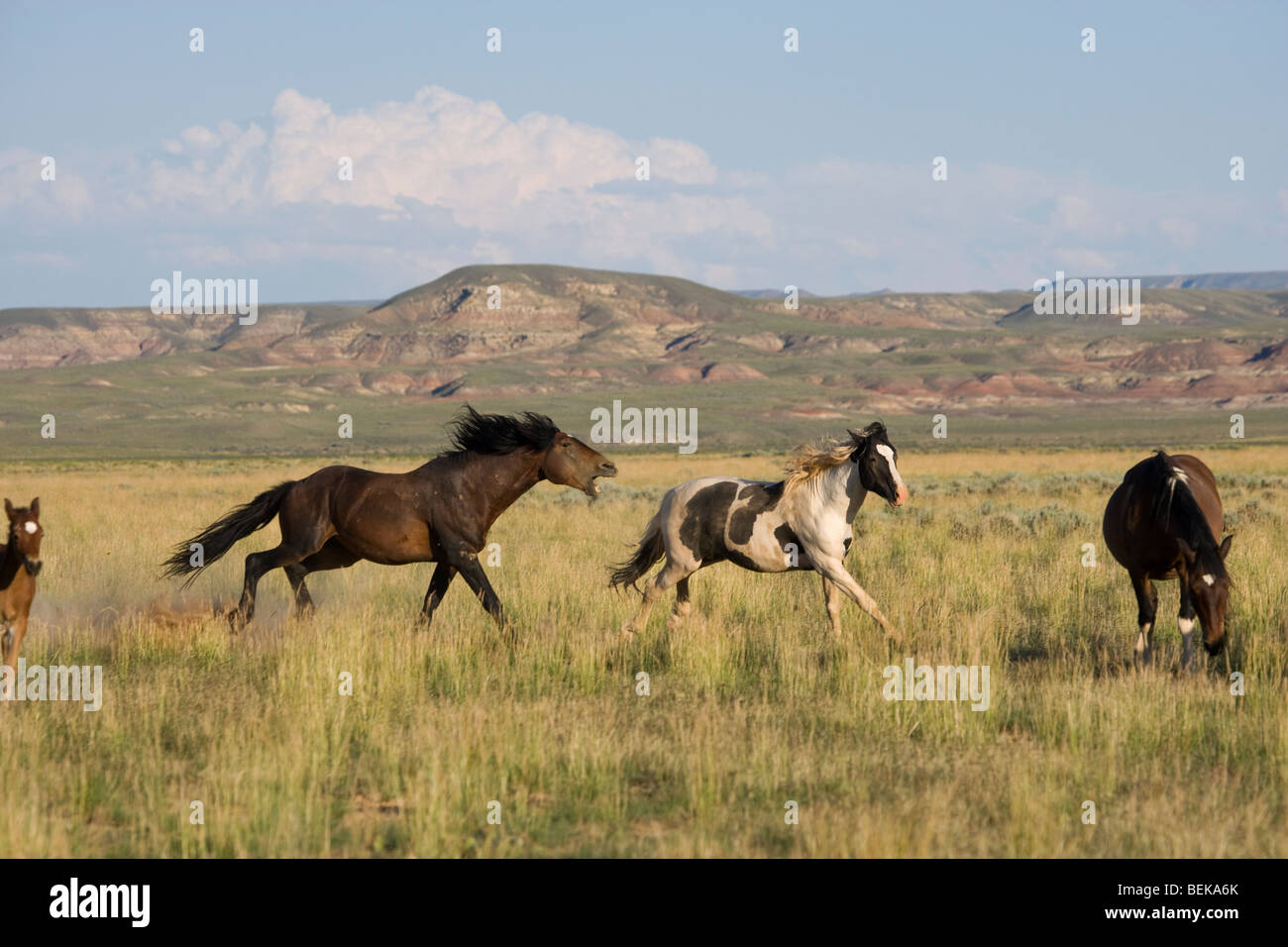 Wild mustang north america hi-res stock photography and images - Alamy