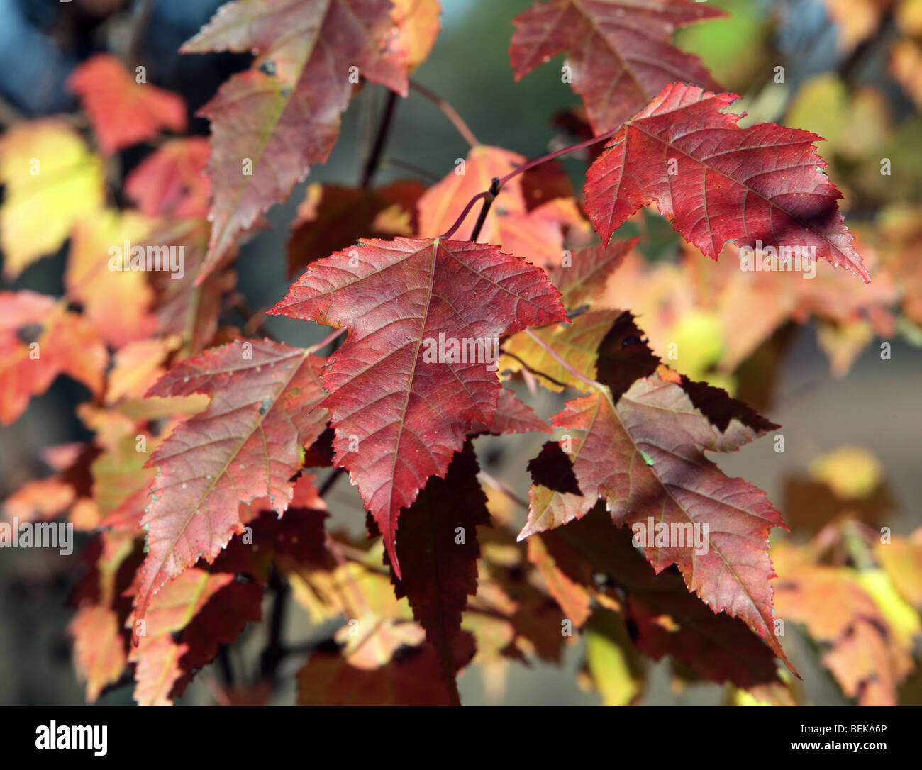 Autumn leaves shot closeup. Red gold yellow green orange. Color colour ...
