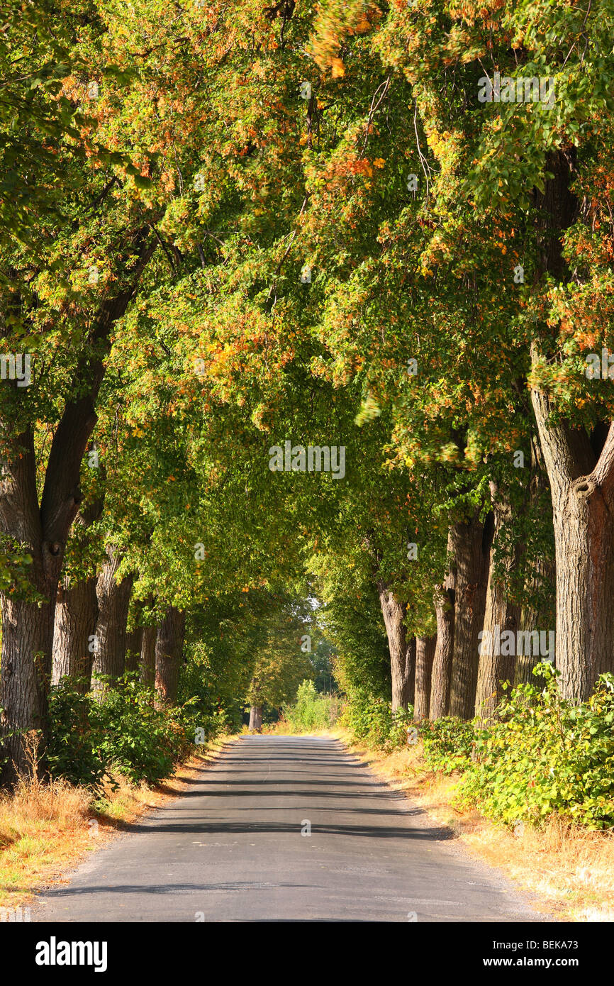 Old lime trees lane in autumn.Tilia cordata Stock Photo - Alamy