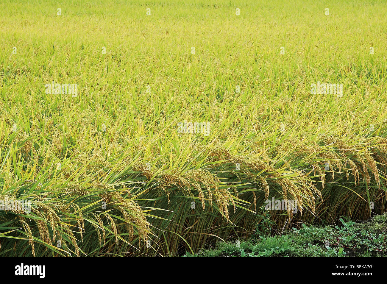 Field of rice husks in Aizuwakamatsu, Fukushima Prefecture, Japan Stock ...