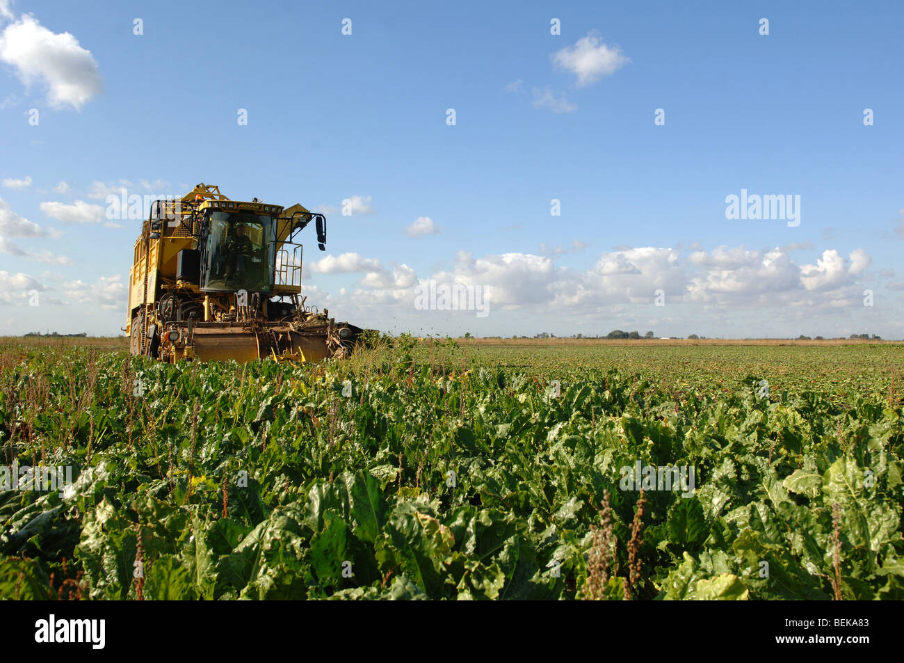 Fodder beet harvester hi-res stock photography and images - Alamy