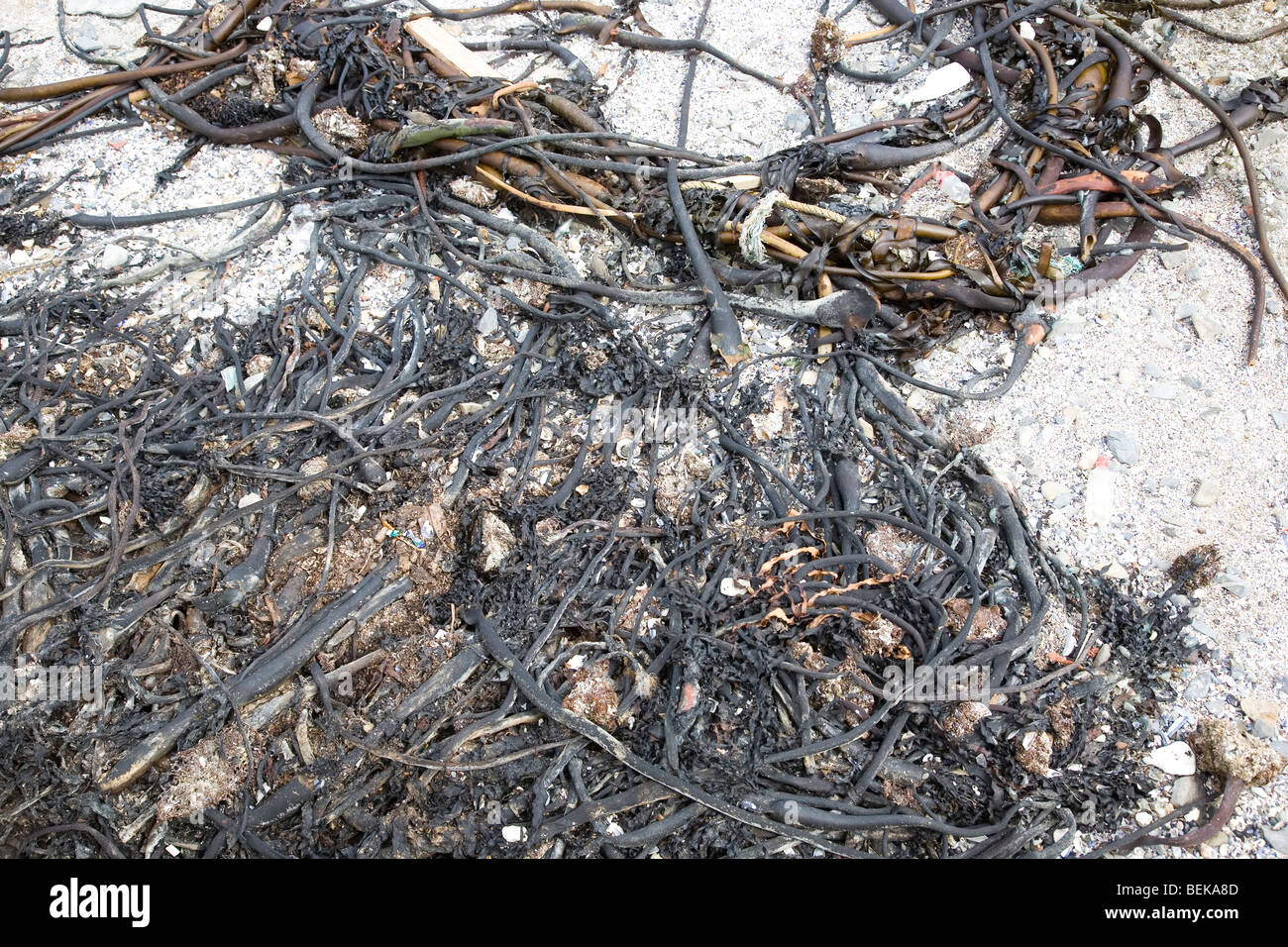 Seaweed on beach Stock Photo - Alamy