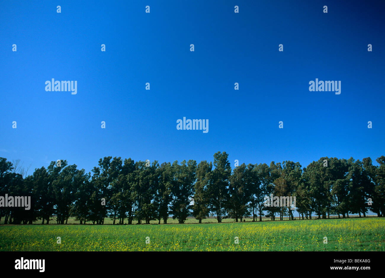 Near Parana. Humid Pampas. Estancia/ ranch. View of field/ grass ...