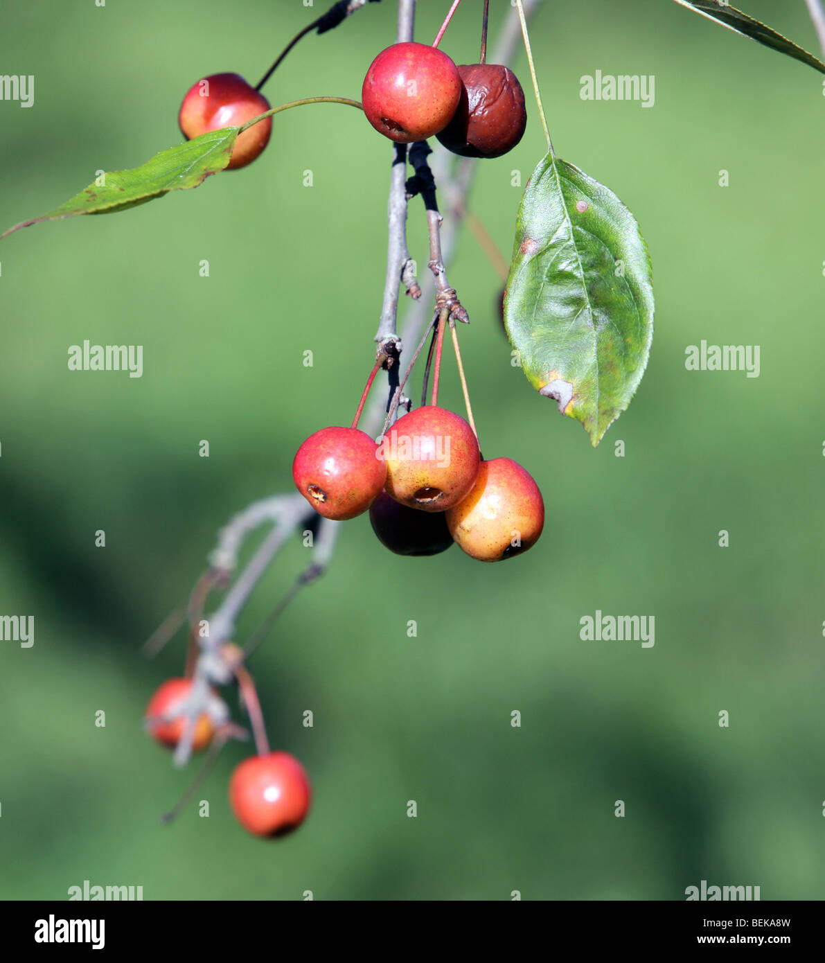 Cultivar tree hi-res stock photography and images - Alamy