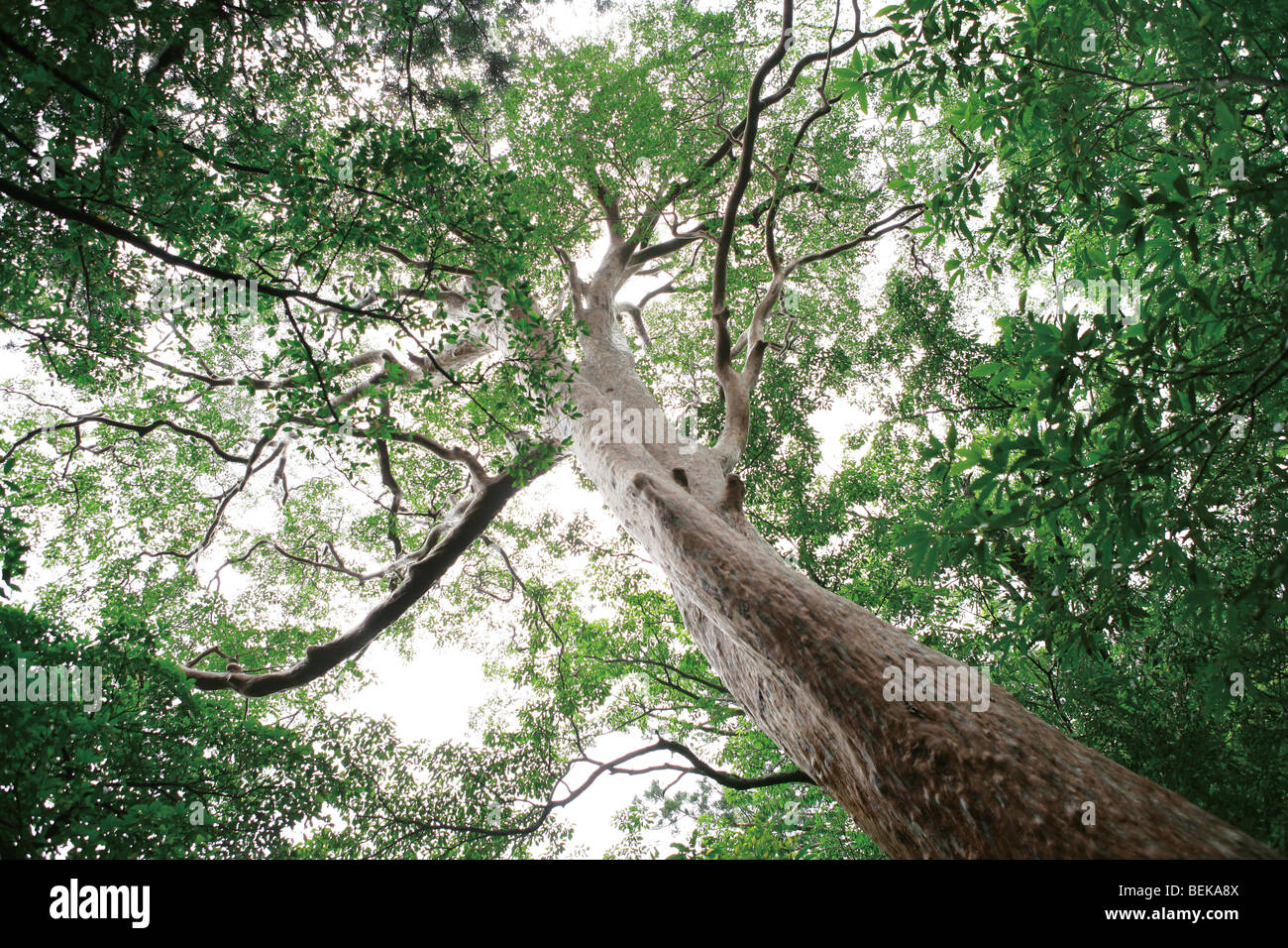 Low angle view of tree , Yaku Islands, Kagoshima Prefecture, Japan ...