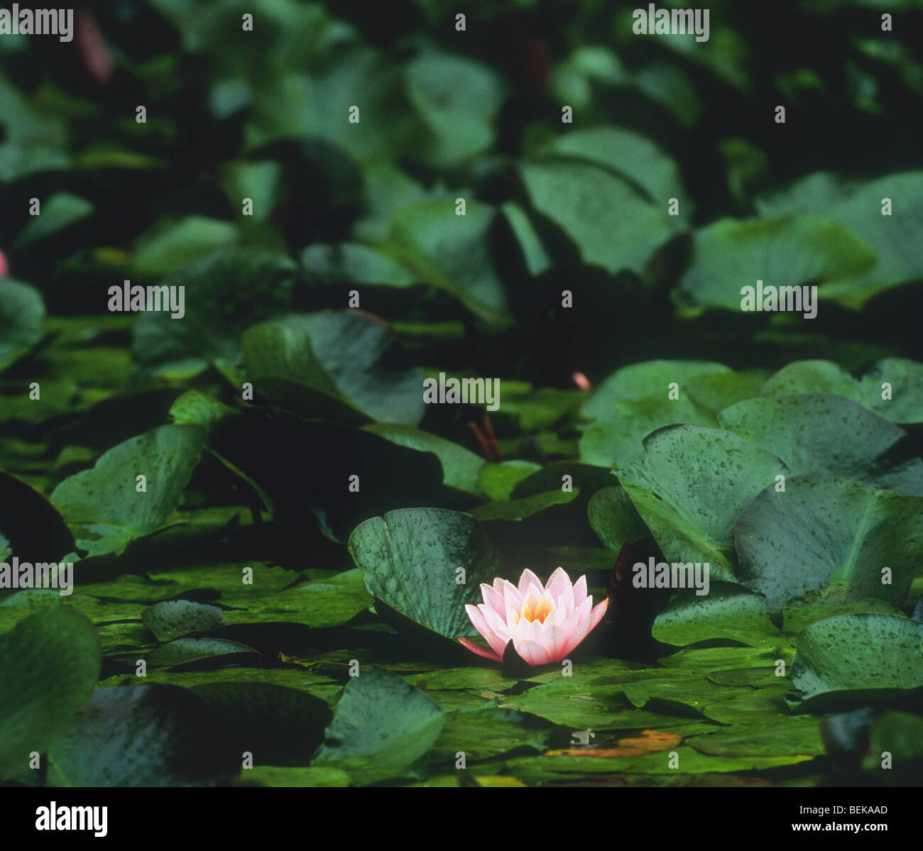 Single Water lily surrounded by lily pads Stock Photo - Alamy