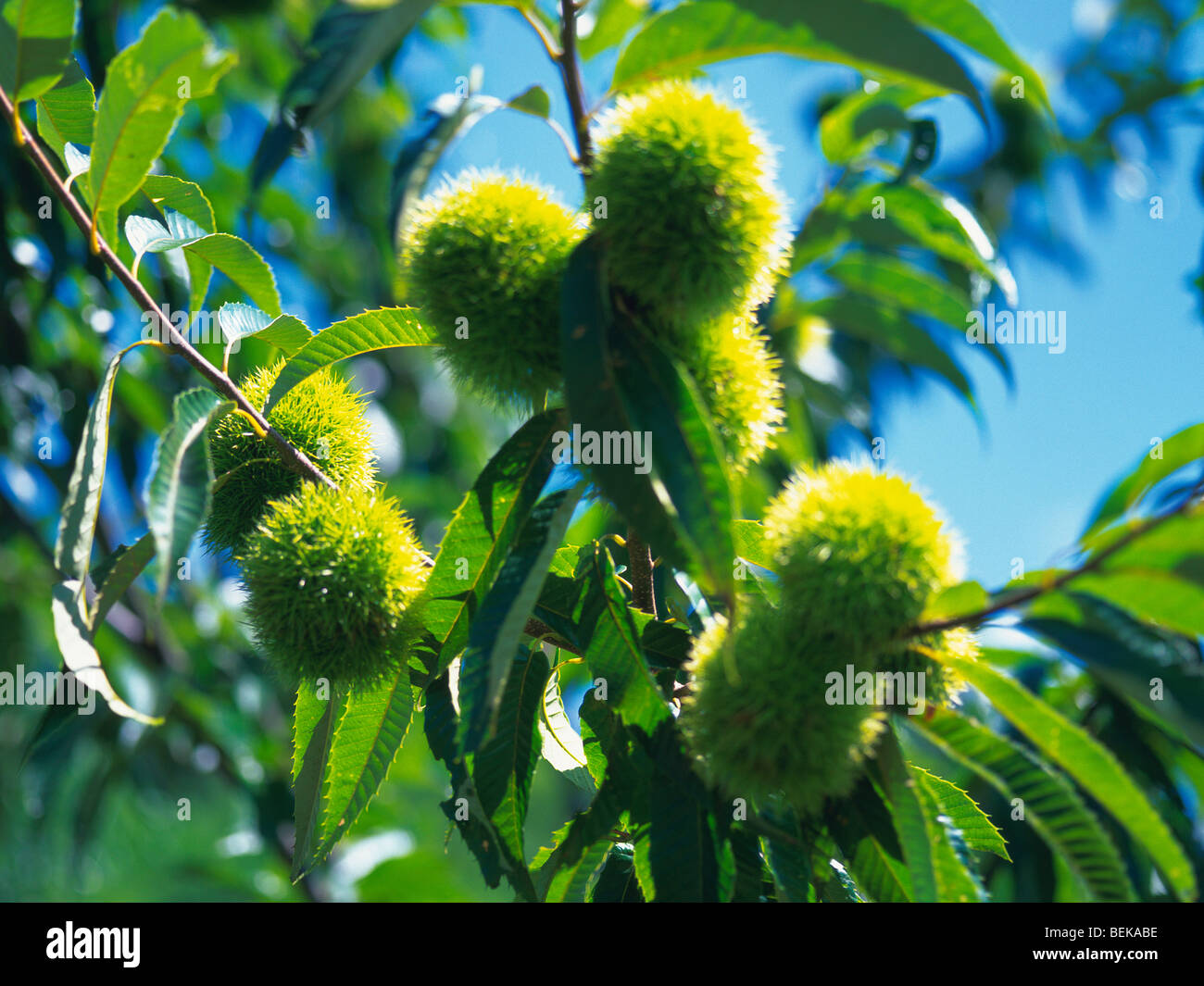 Spiky chestnuts growing on a branch Stock Photo - Alamy