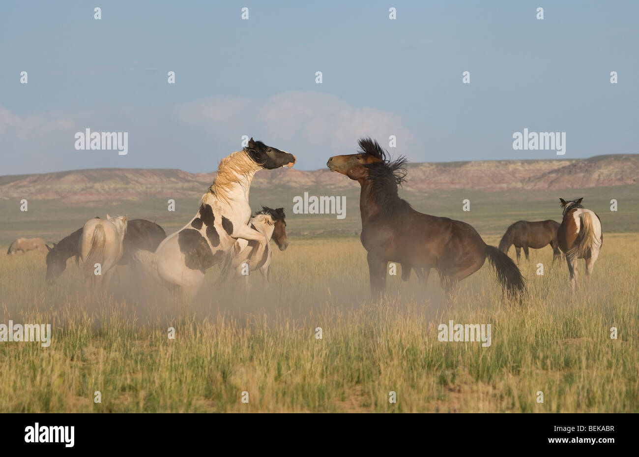 Wild mustang north america hi-res stock photography and images - Alamy