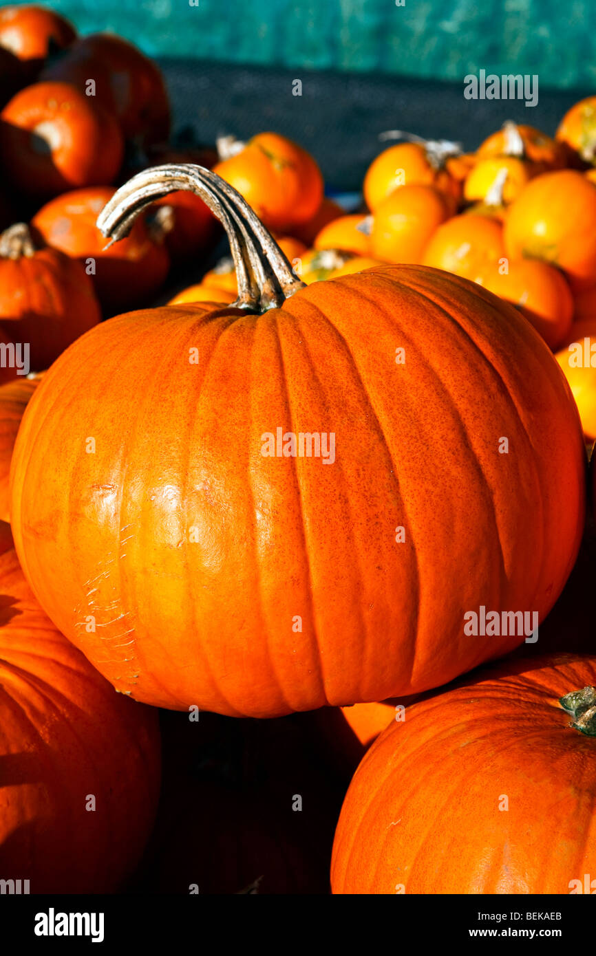 A colourful farm garden display of pumpkins at Slindon, West Sussex ...