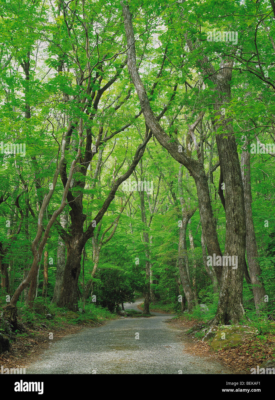 Tree-Lined forest path Stock Photo - Alamy