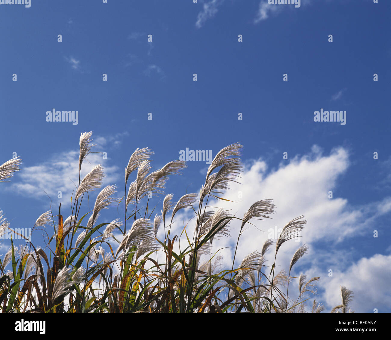 Japanese pampas grass Stock Photo - Alamy