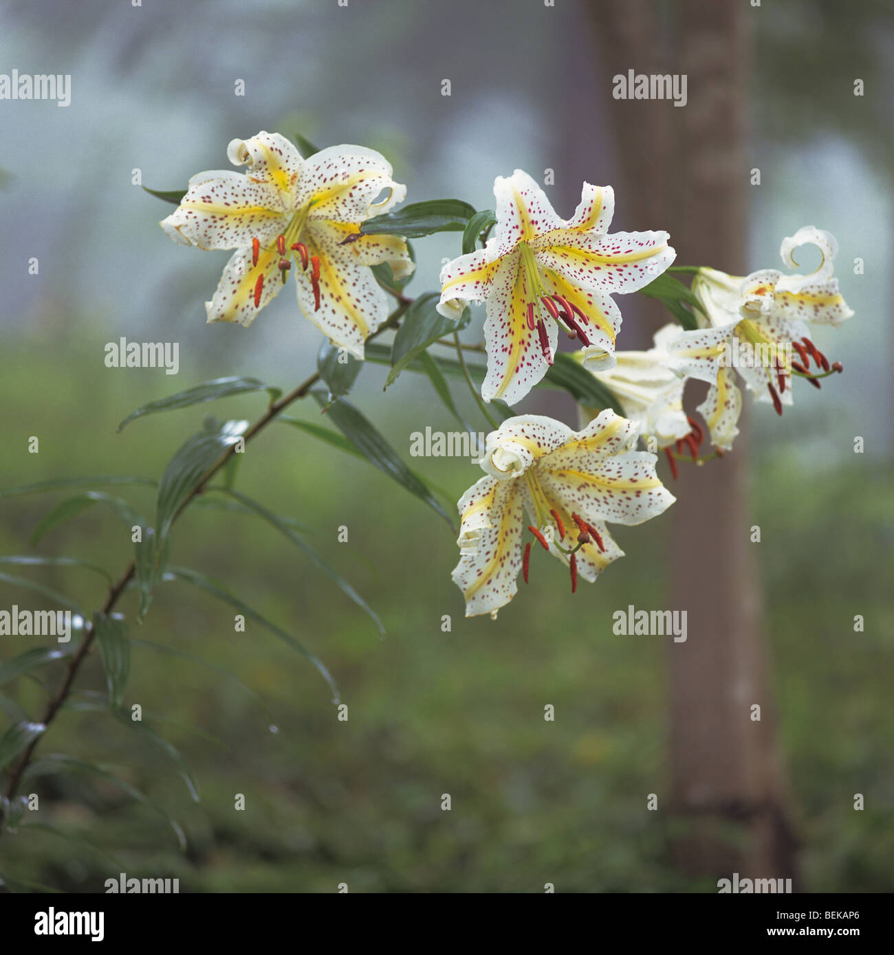 Golden rayed hi-res stock photography and images - Alamy