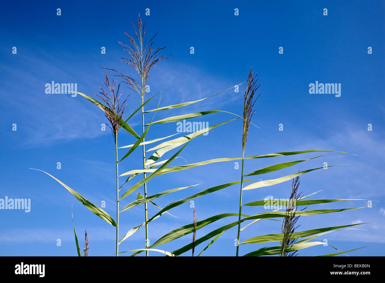 Phragmites australis hi-res stock photography and images - Alamy