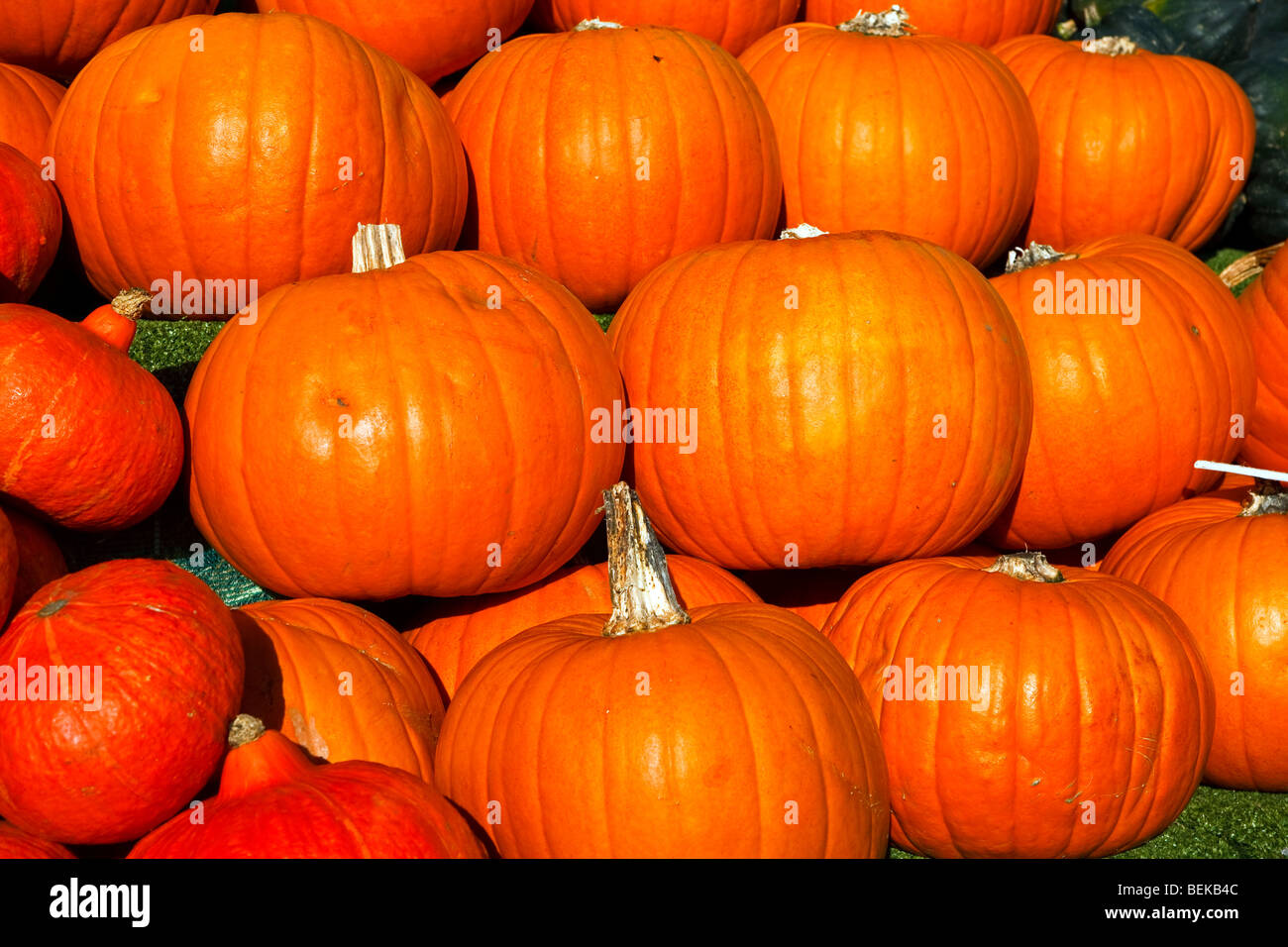 A colourful farm garden display of pumpkins at Slindon, West Sussex ...