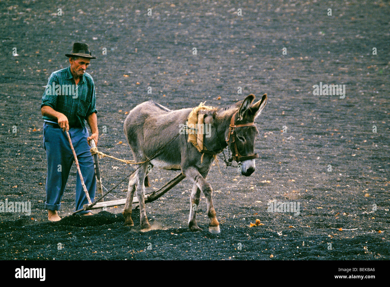Ploughing donkey hi-res stock photography and images - Alamy
