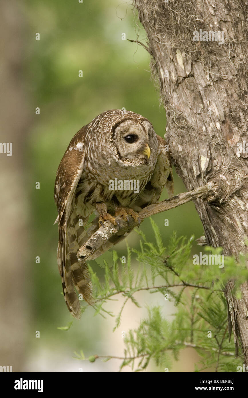 Flared wings hi-res stock photography and images - Alamy