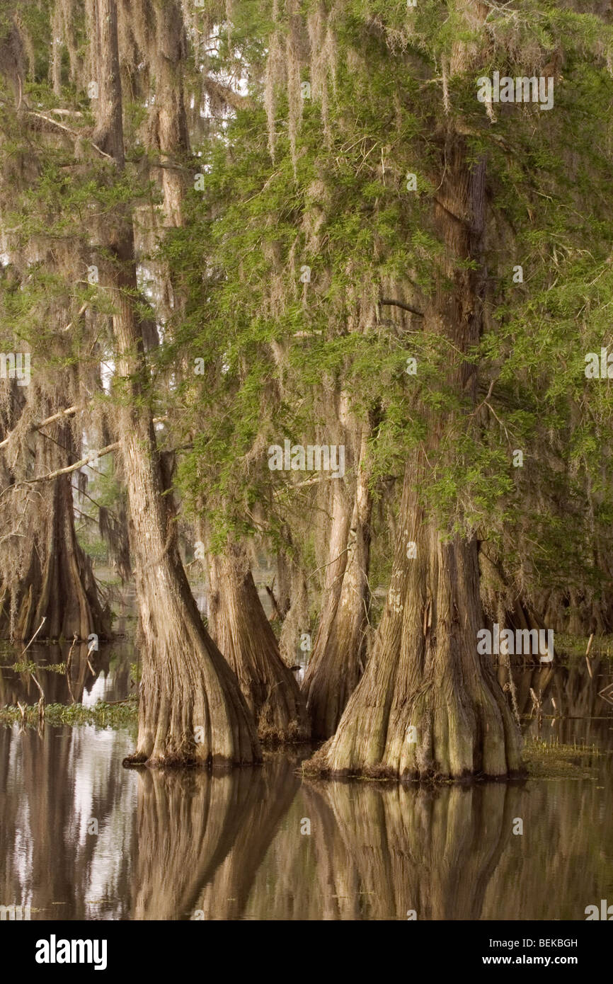 Flowing Cypress trees draped in Spanish moss are reflected in the ...
