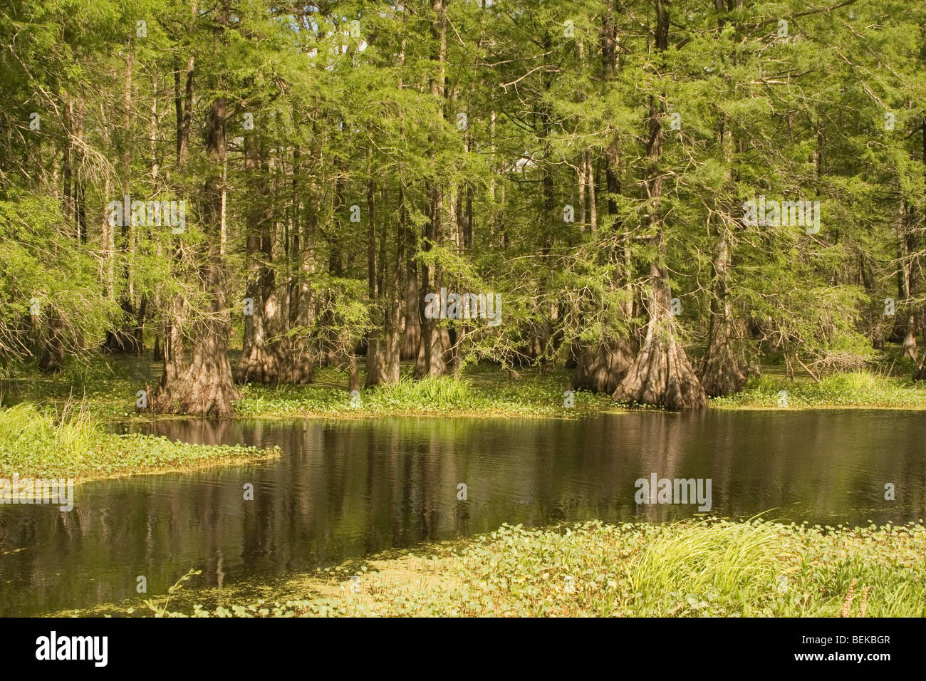 Bald Cypress Trees Cypress Swamp High Resolution Stock Photography and ...