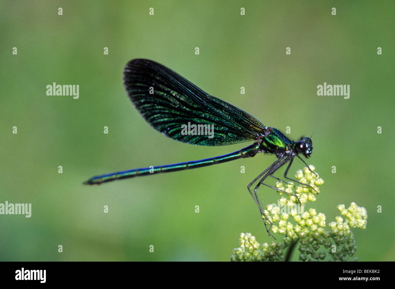 Beautiful demoiselle damselfly (Calopteryx virgo) on Meadowsweet ...