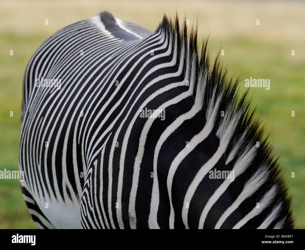 The coat of a zebra with a striped mane Stock Photo - Alamy