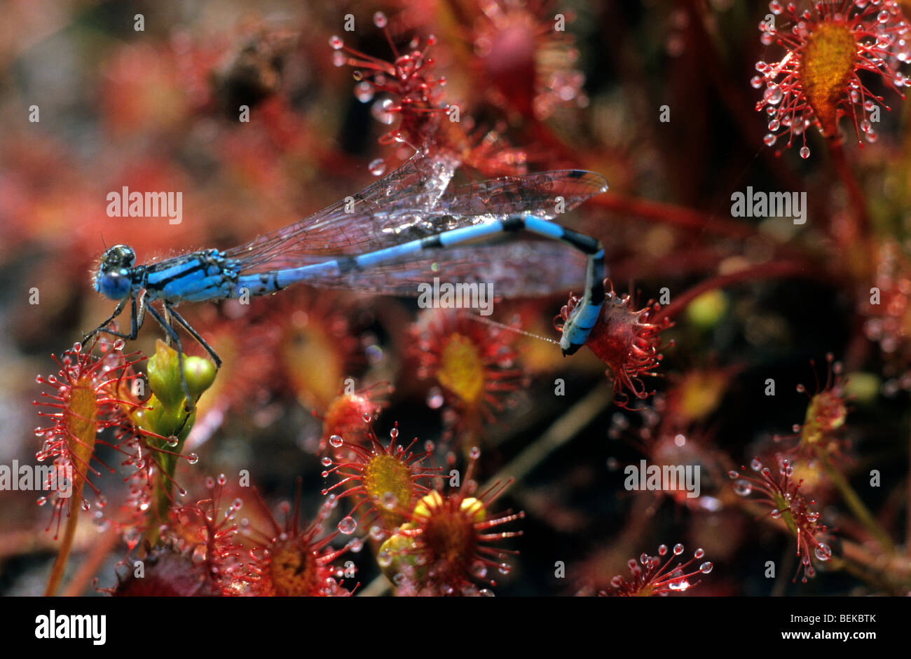 Long leaved sundew hi-res stock photography and images - Alamy