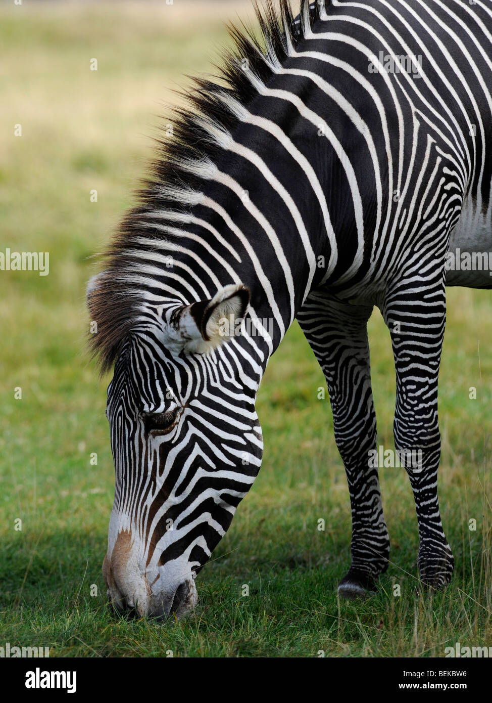 A zebra eating grass Stock Photo - Alamy