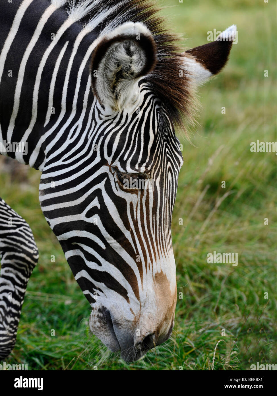 The face of a zebra Stock Photo - Alamy