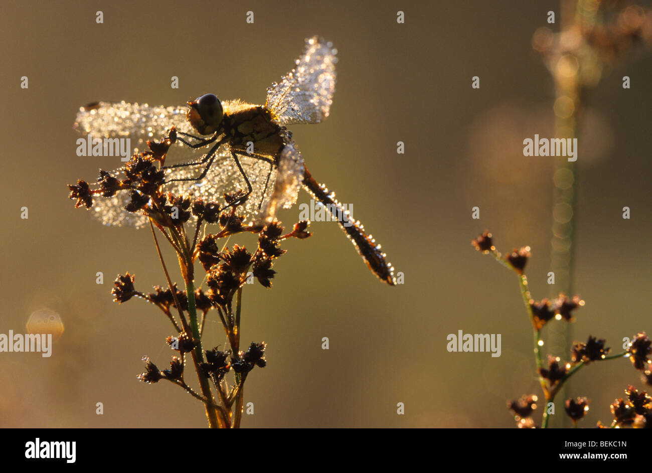 Sympetrum species hi-res stock photography and images - Alamy