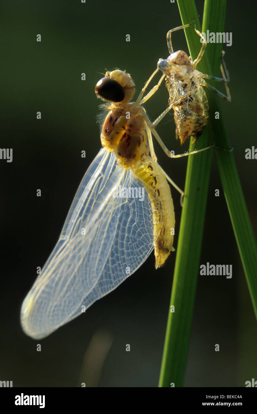 Newly emerged sympetrum species hi-res stock photography and images - Alamy