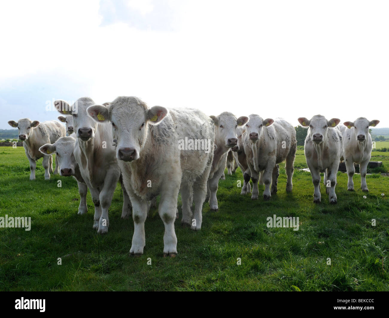 Angry cows hi-res stock photography and images - Alamy