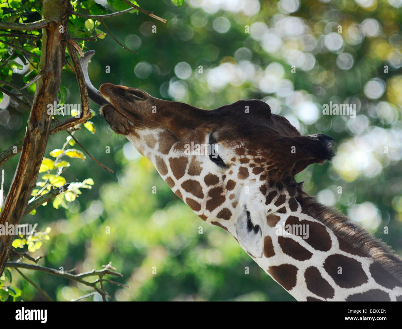 A young giraffe using its tongue to reach leaves Stock Photo - Alamy