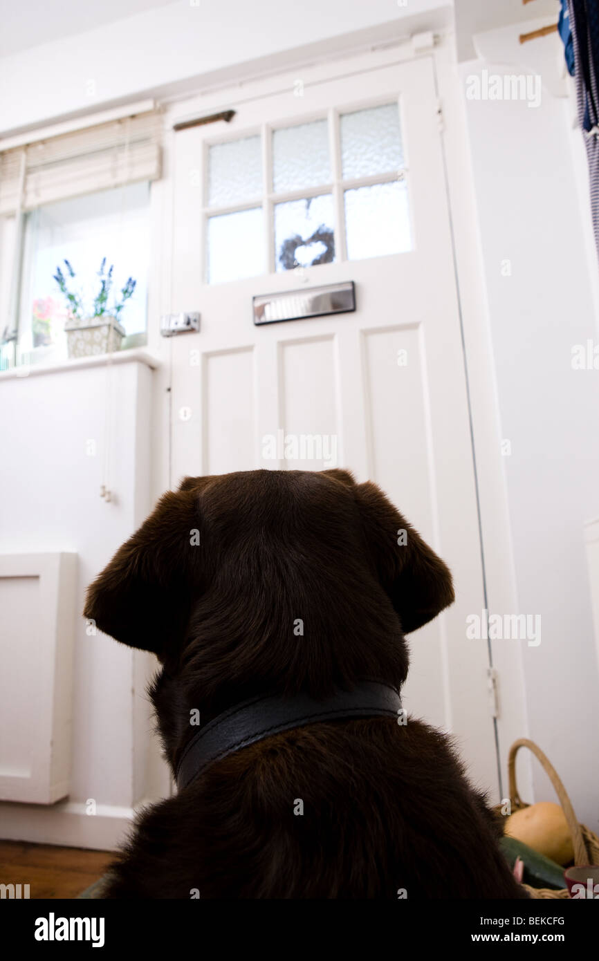 A Brown Labrador dog waits by a front door Stock Photo - Alamy