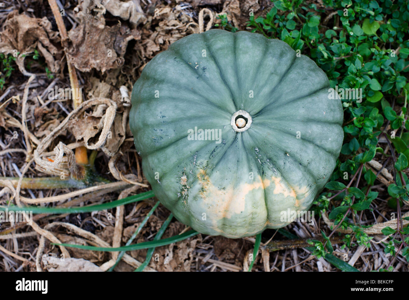 Queensland blue, squash hi-res stock photography and images - Alamy