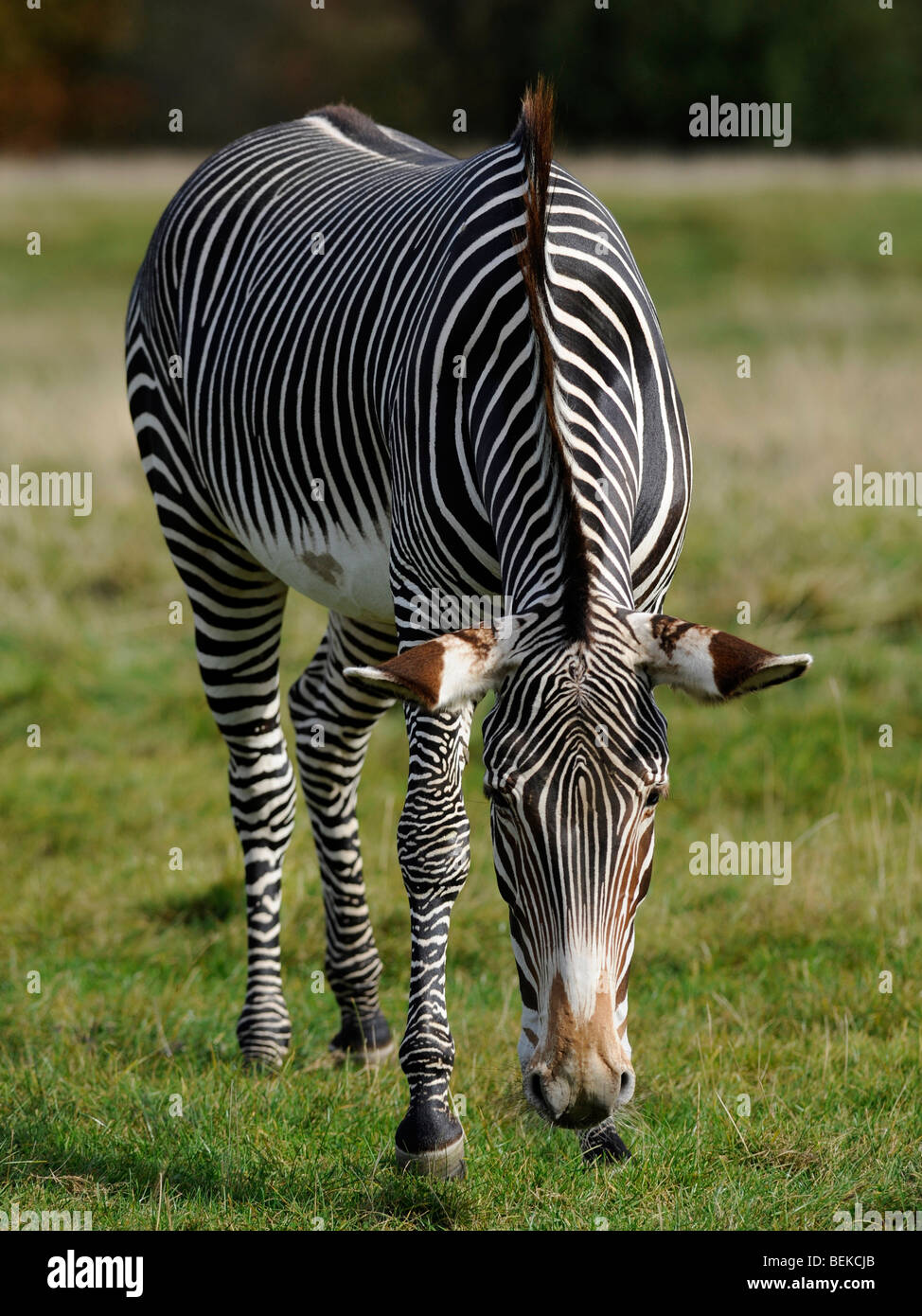 The face of a zebra Stock Photo - Alamy