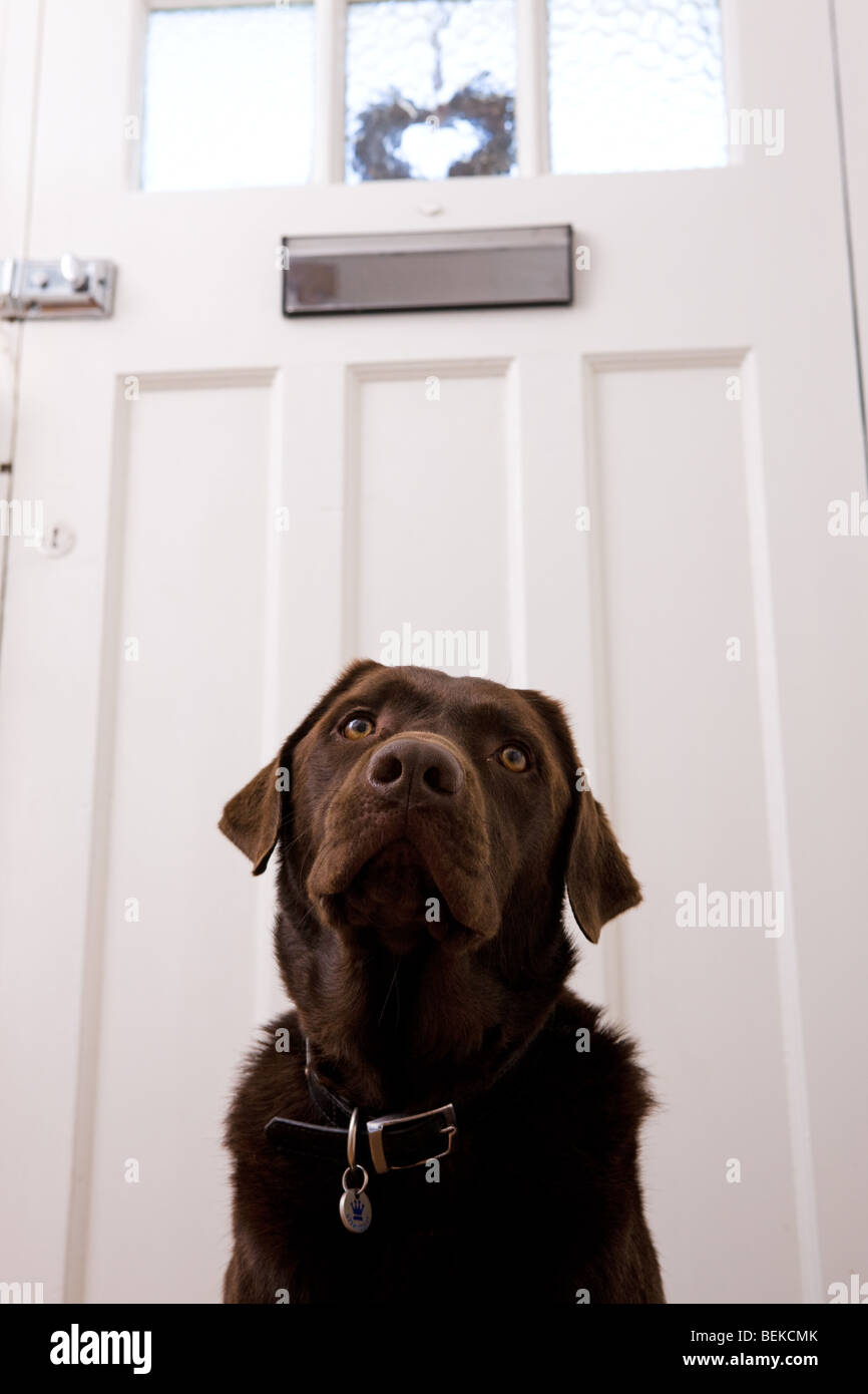 A Brown Labrador dog waits by a front door Stock Photo - Alamy