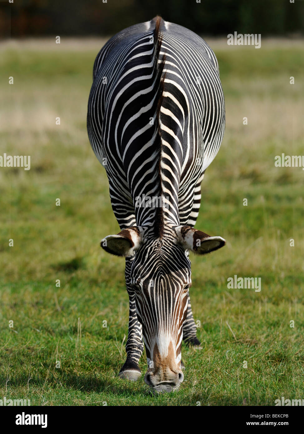 The face of a zebra Stock Photo - Alamy