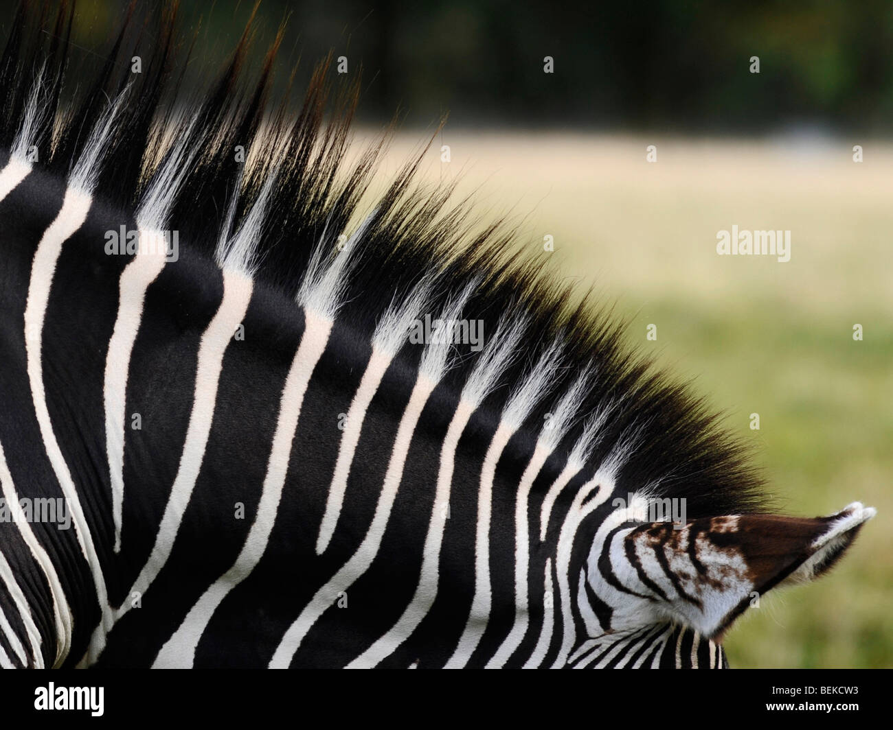 Zebra Mane Stock Photos & Zebra Mane Stock Images - Alamy