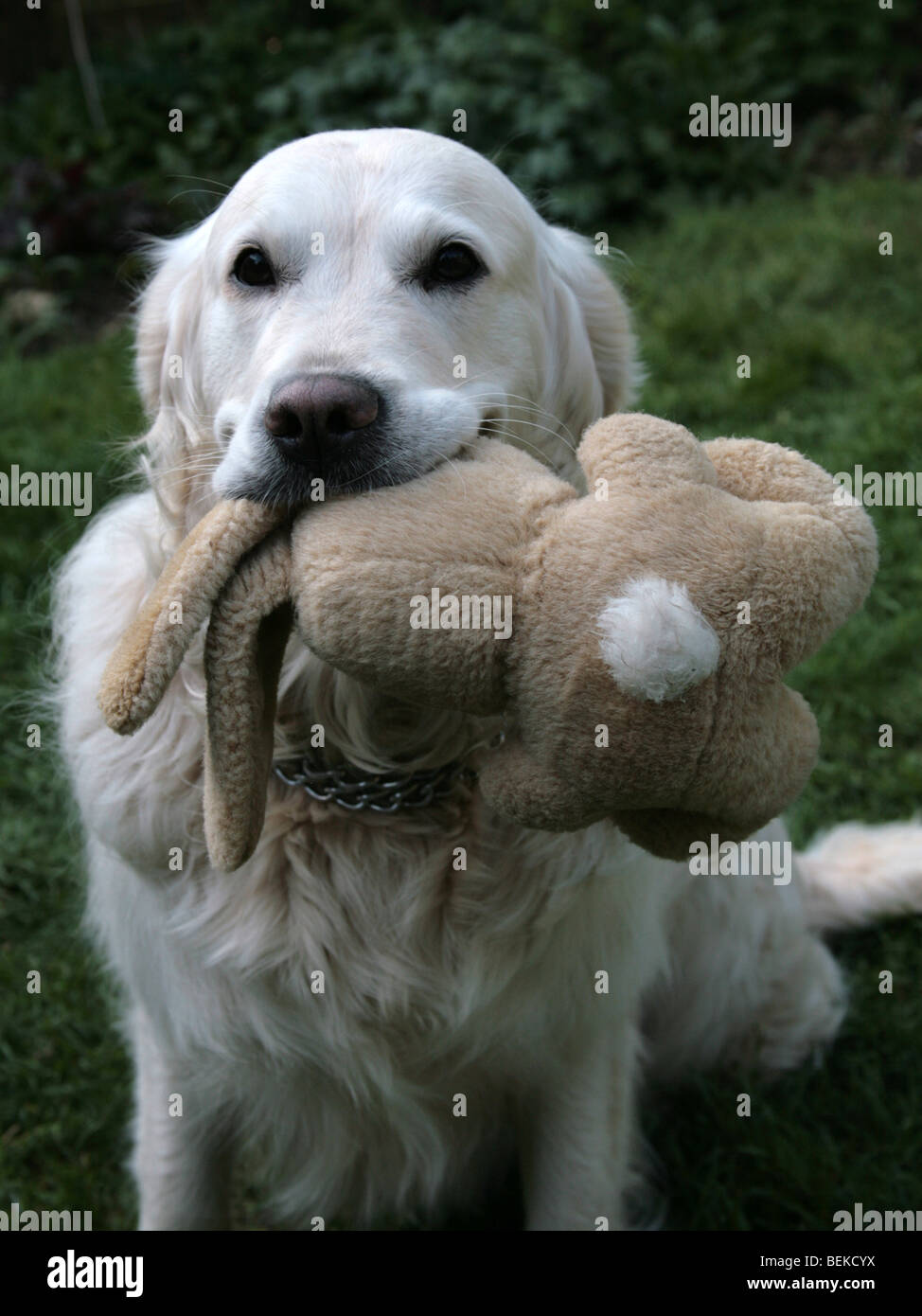 A bad dog, a very naughty dog Stock Photo - Alamy