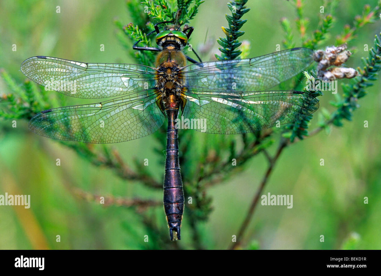 Downy emerald dragonfly (Cordulia aenea) on heather (Calluna vulgaris ...